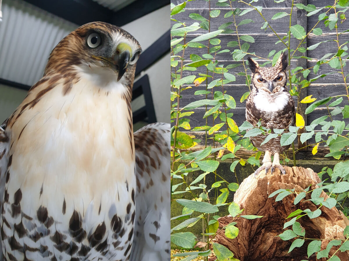 About Yarak - Yarak Birds Of Prey