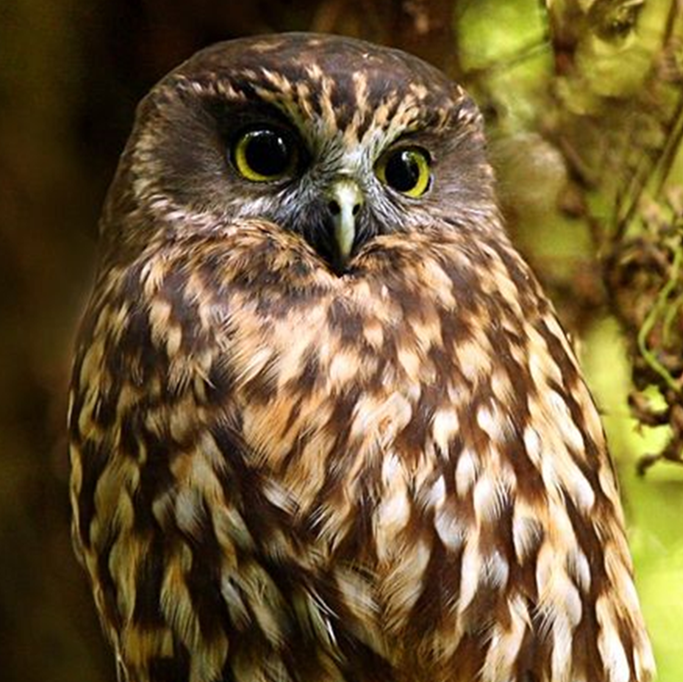 Our Birds – Yarak Birds Of Prey